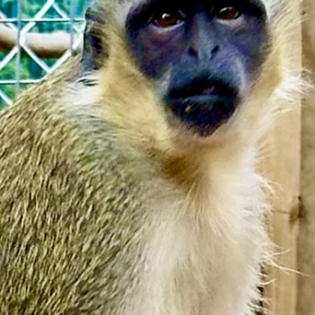 Adopt A Monkey – Vervet Threads