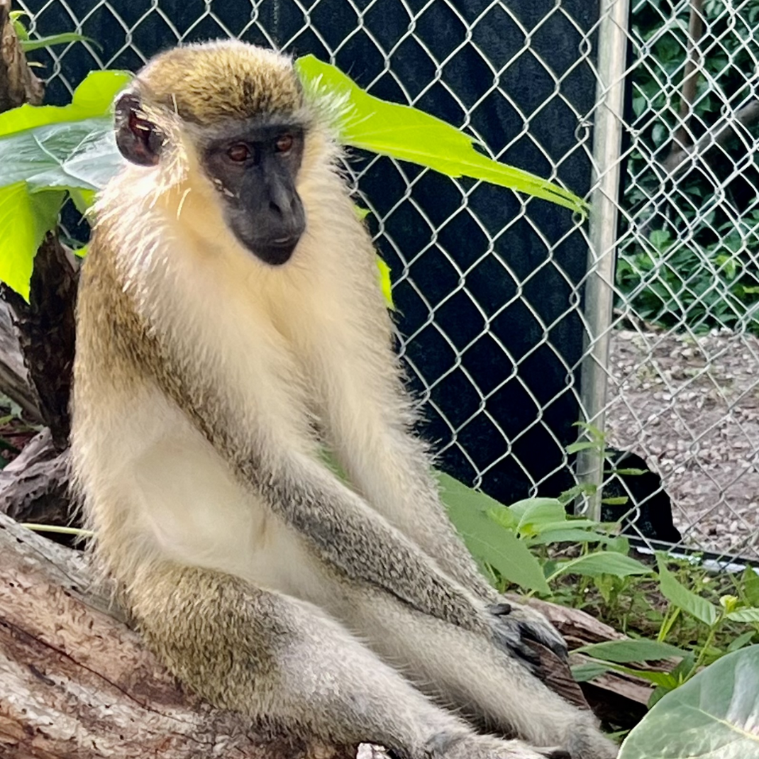 Sanctuary Residents – Vervet Threads